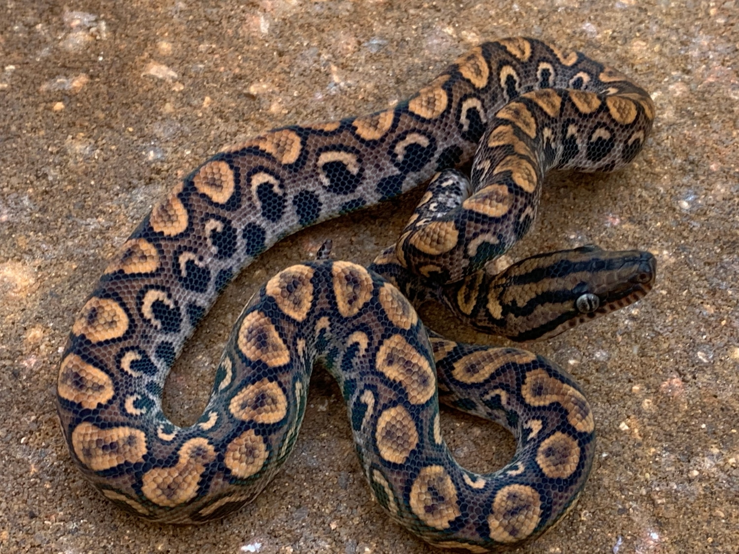 F3 Calico 100% Het Eugene Stripe Brazilian Rainbow Boa by Reese ...