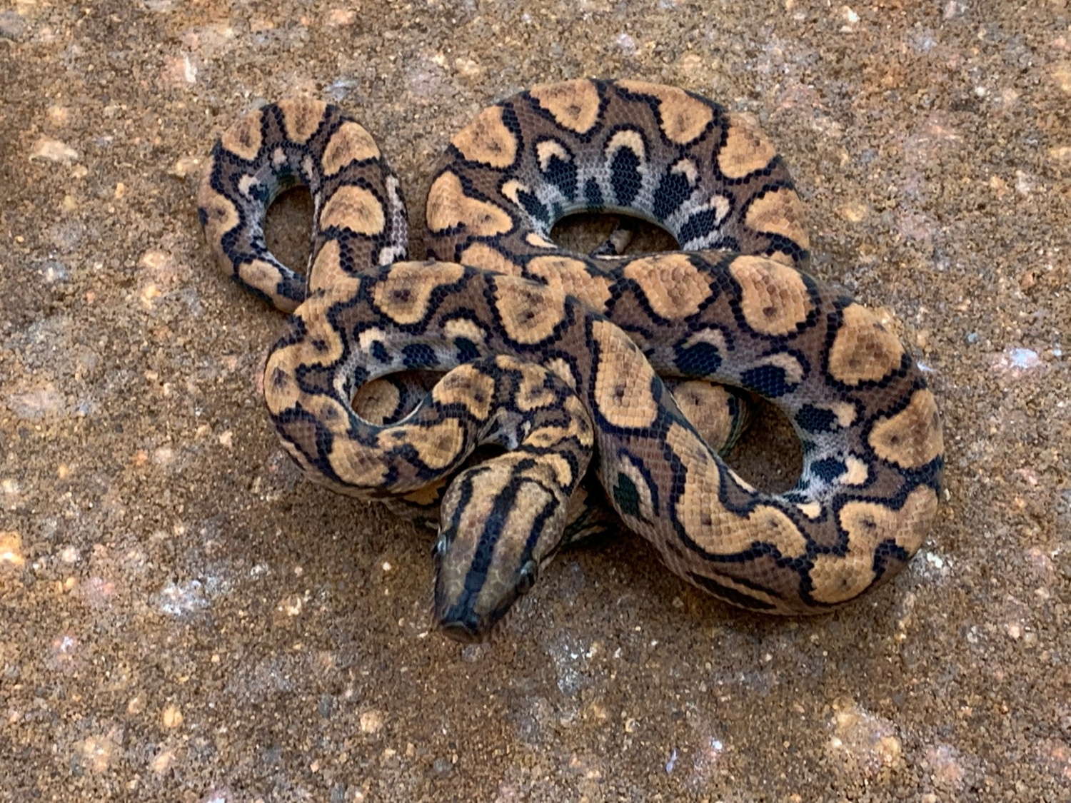 F3 Calico 100% Het Eugene Stripe Brazilian Rainbow Boa by Reese ...