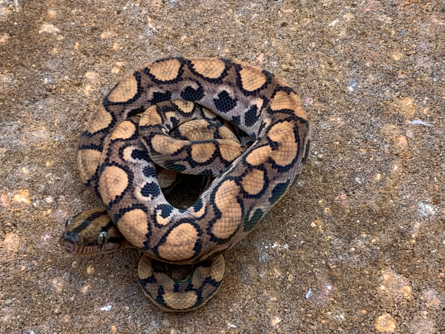 F3 Calico 100% Het Eugene Stripe Brazilian Rainbow Boa by Reese ...