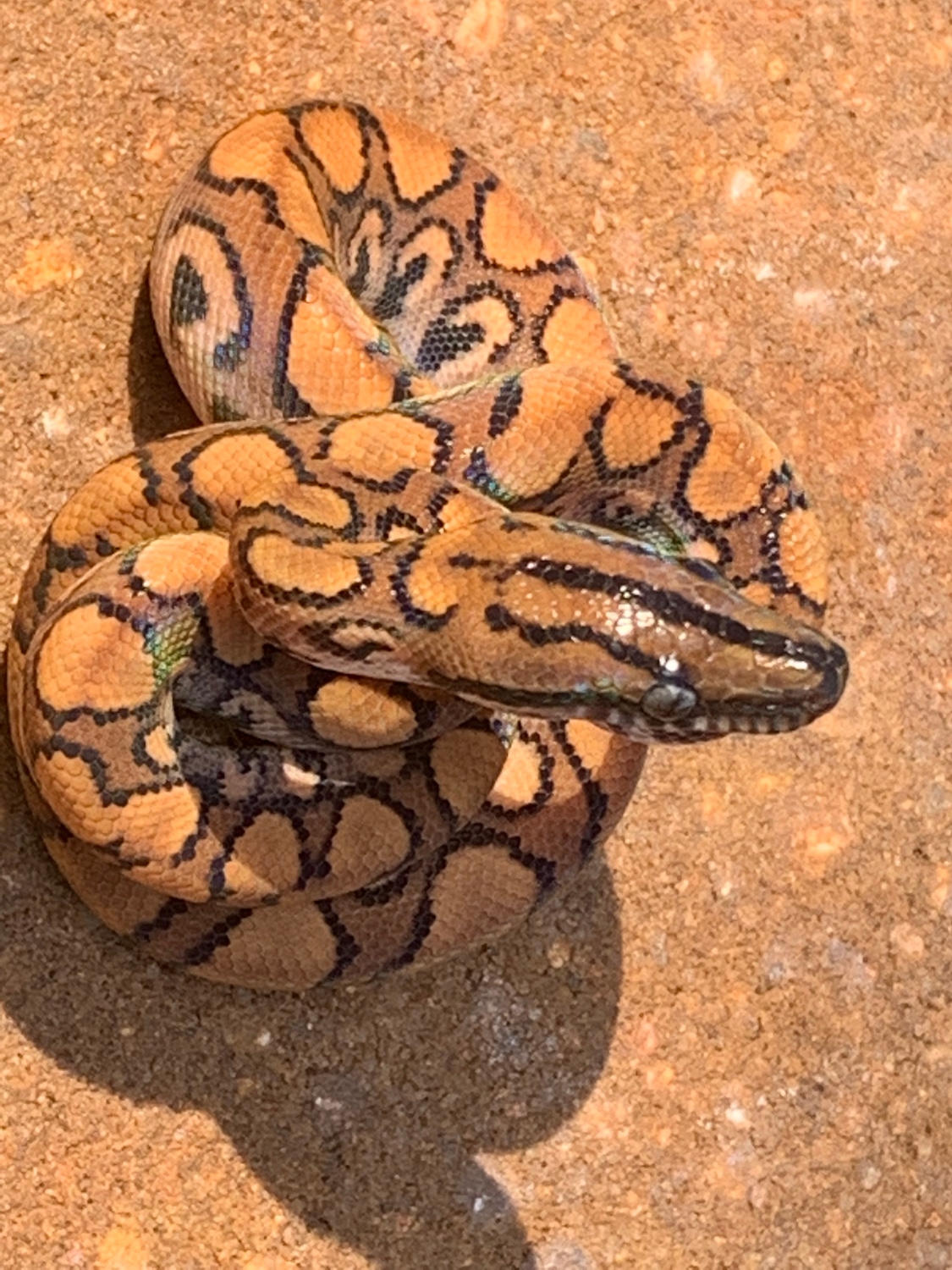Normal Brazilian Rainbow Boa by Reese Rainbows and Reptiles - MorphMarket