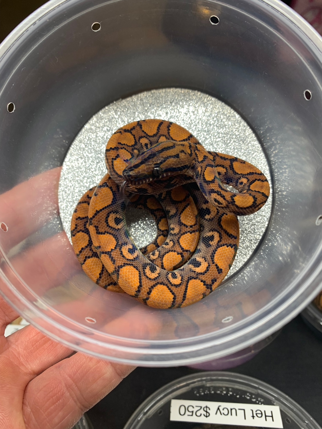 Normal FREE SHIPPING Brazilian Rainbow Boa by Reese Rainbows and ...
