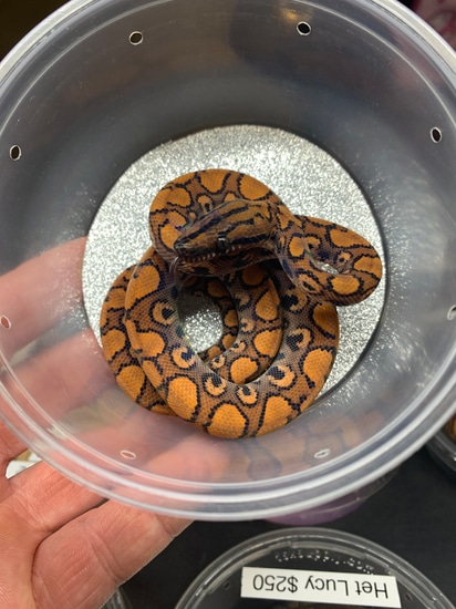 Normal Brazilian Rainbow Boa by Reese Rainbows and Reptiles