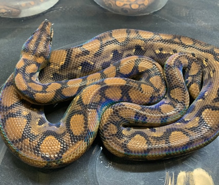 F3 Calico 100% Het Eugene Stripe Brazilian Rainbow Boa by Reese ...