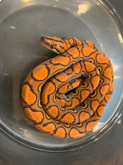 High Colored Normal Brazilian Rainbow Boa by Reese Rainbows and Reptiles
