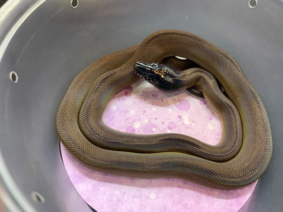 Established Northern White-Lipped Python by Reese Rainbows and Reptiles