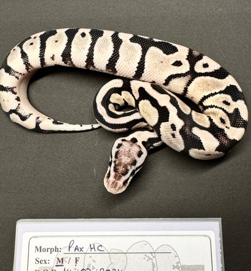 Pastel Axanthic Tsk Het Clown Ball Python by Fierceworms uk