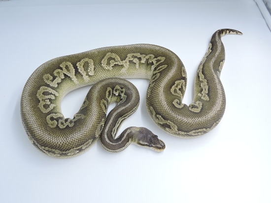Blackhead Black Pewter Hypo Red & Ringer Gene Ball Python by M.E Morphs