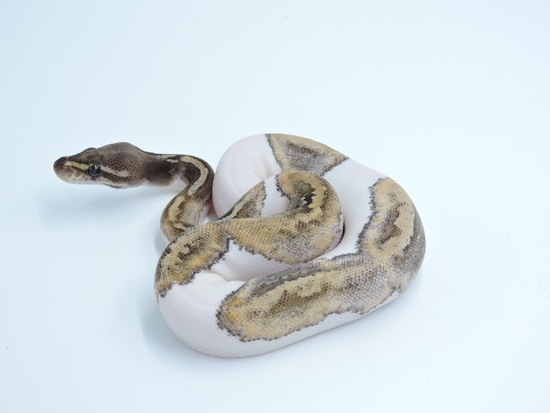 Mojave Leopard Pastel Pied Ball Python by M.E Morphs