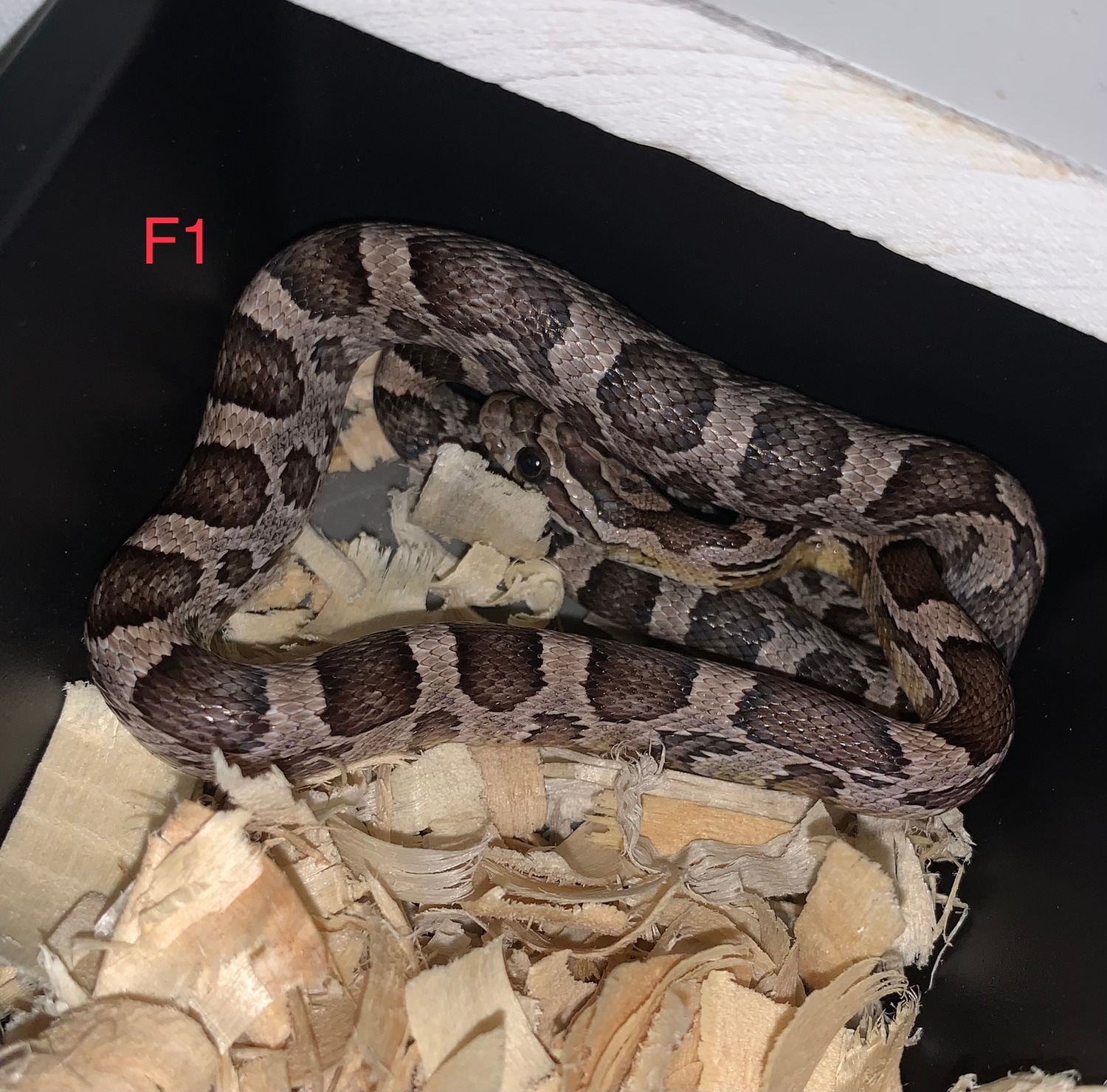 Red Factor Anery Het Coral Snow Motley Corn Snake by Maldonados_exotic ...