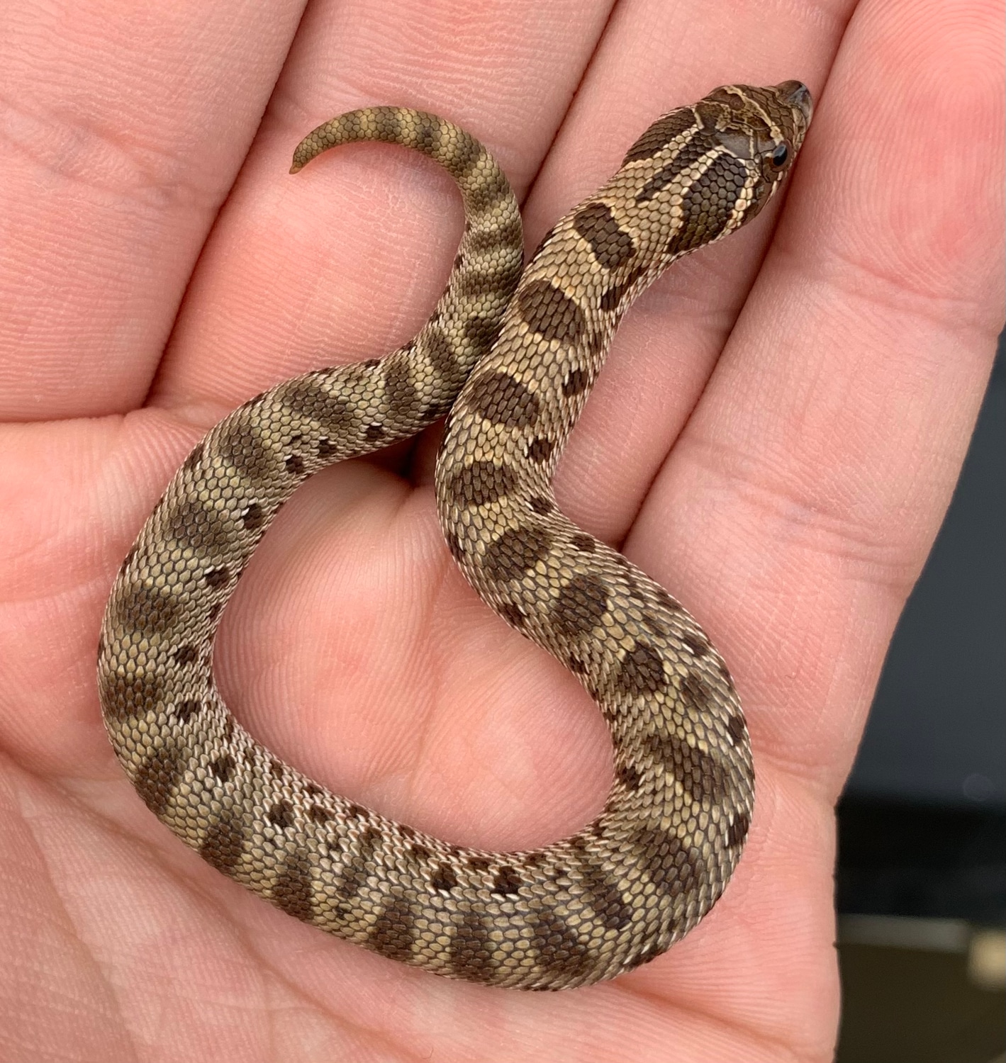 Conda 100% Het Albino 66% Ph Lavender Axanthic Western Hognose by ...