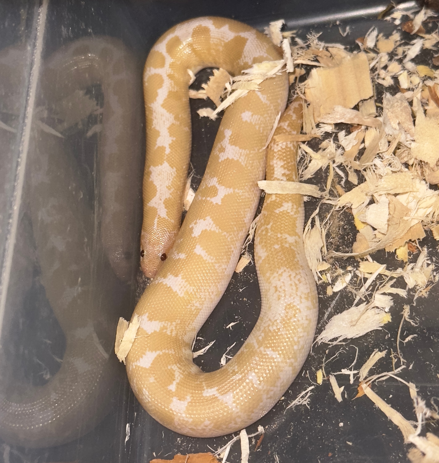 Vanishing Pattern Snow Kenyan Sand Boa by Maldonados_exotic_animals ...