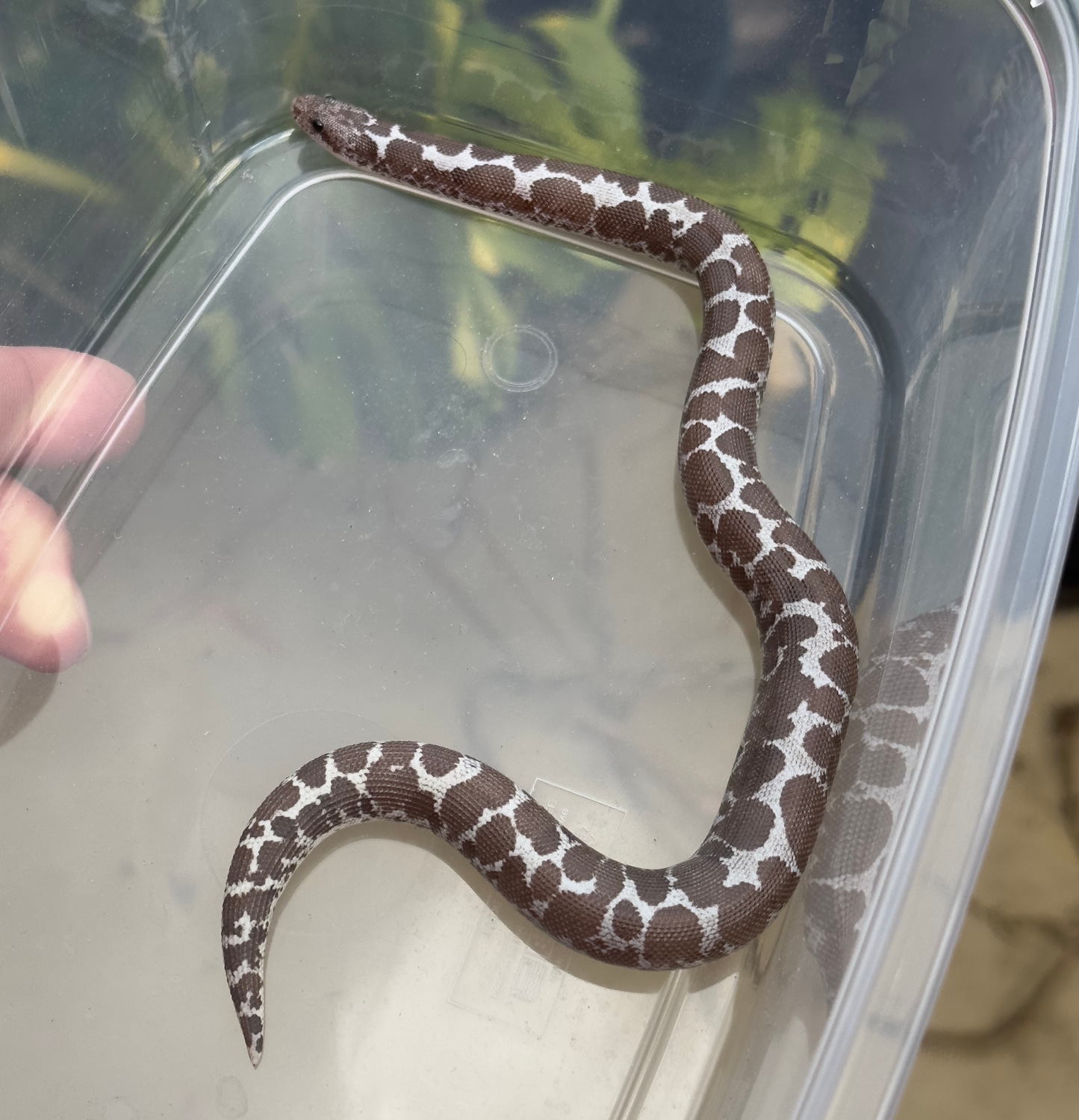 HRP Tiger Anery Het Splash Kenyan Sand Boa by Maldonados_exotic_animals ...