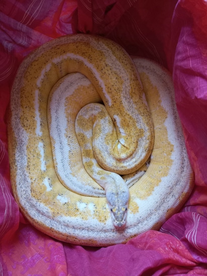 Ultra Ivory Tiger Retic Reticulated Python by Gregathleteretic