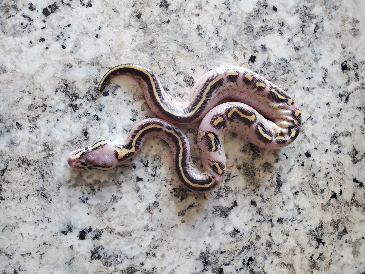 Pastel Freeway Ball Python by Prime Iowa Exotics - MorphMarket