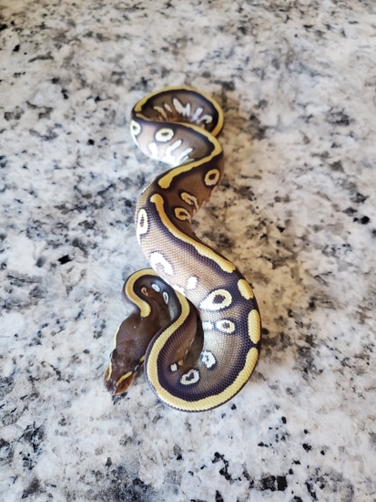 Mojave Tripple Het Ghost Piebald Clown Ball Python by Prime Iowa Exotics