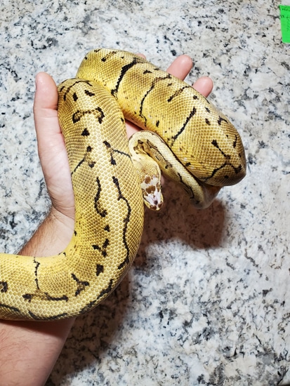 Scaleless Head Super Pastel Pinstripe Ball Python by Prime Iowa Exotics