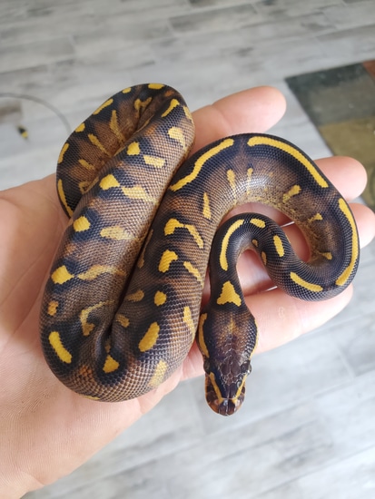 Super Gravel Ball Python by Prime Iowa Exotics - MorphMarket