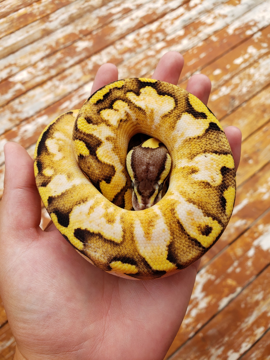 Superfly Calico Ball Python by Surprise Serpents - MorphMarket