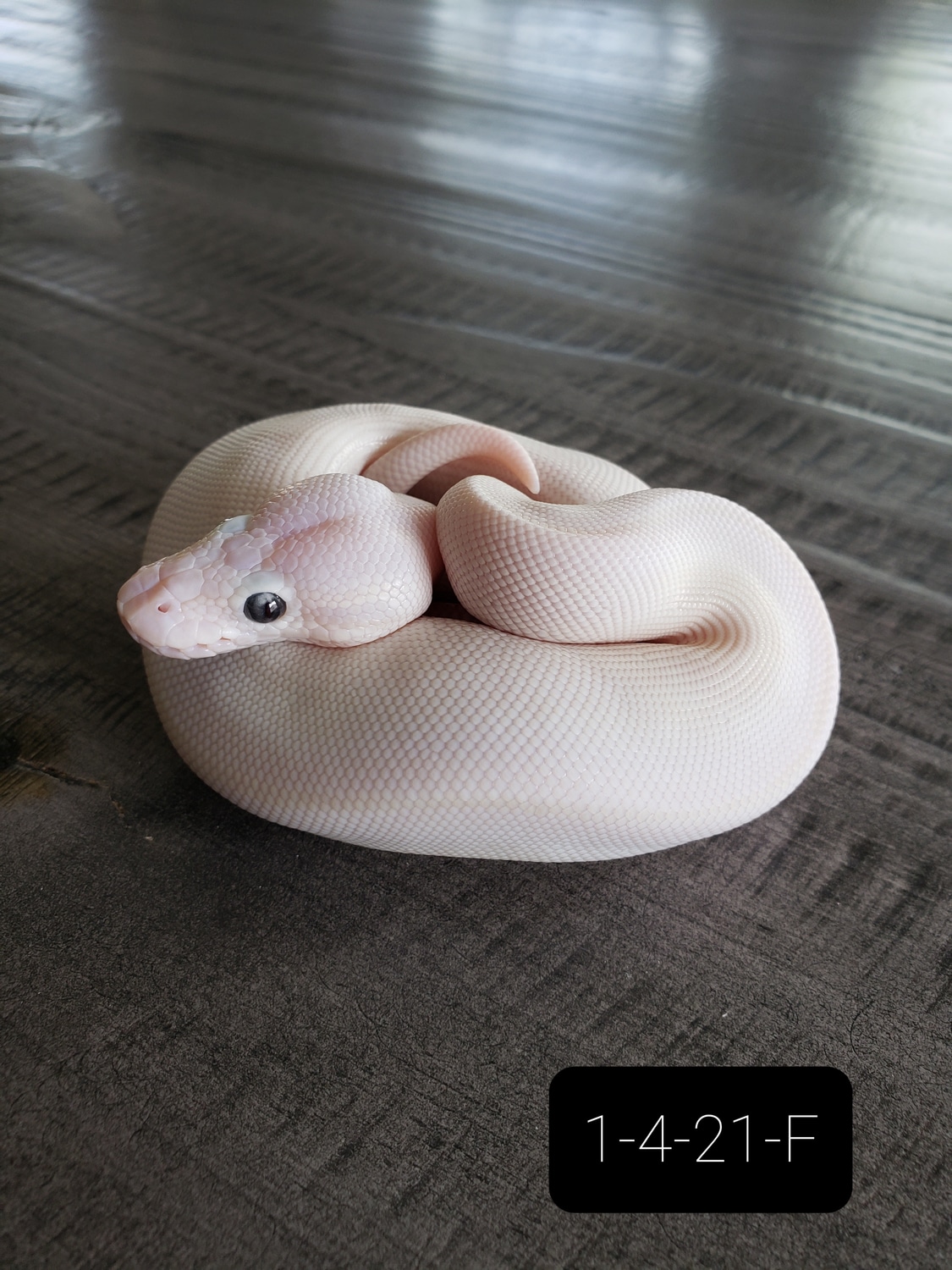 Lesser Mojave BEL Ball Python by Surprise Serpents - MorphMarket