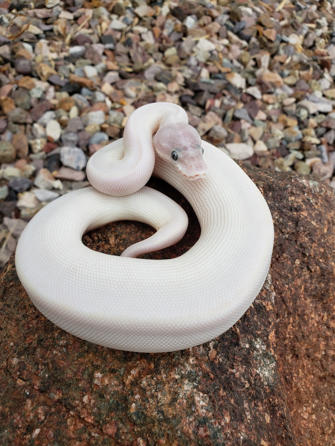 Super Mojave BEL Ball Python by Surprise Serpents - MorphMarket