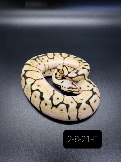 Bumblebee Ball Python by Surprise Serpents