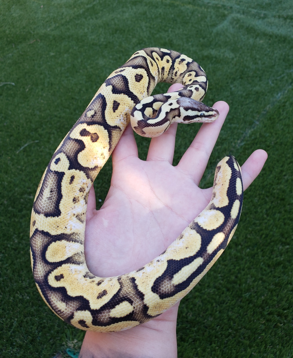 Firefly Calico Ball Python by Surprise Serpents - MorphMarket