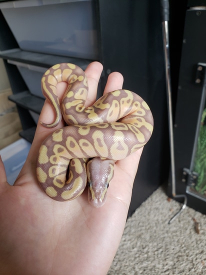 Pastel Banana 50% Het Albino Ball Python by Surprise Serpents