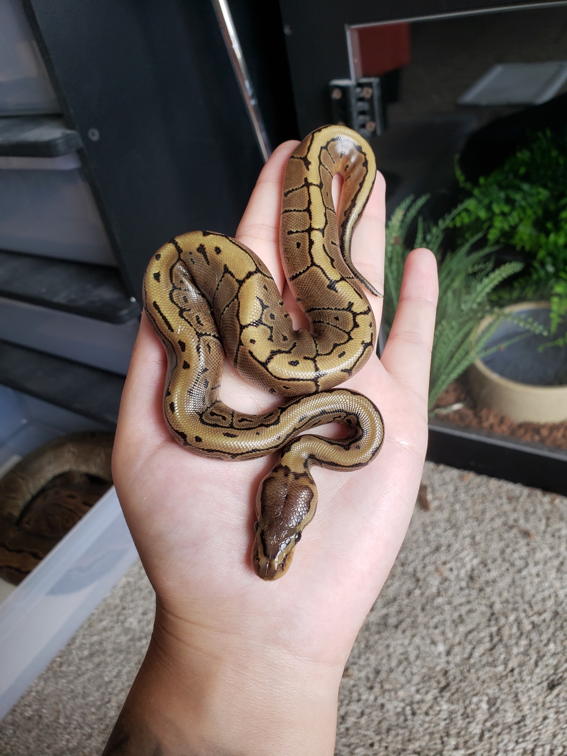 Pinstripe 50% Het Albino Ball Python by Surprise Serpents - MorphMarket