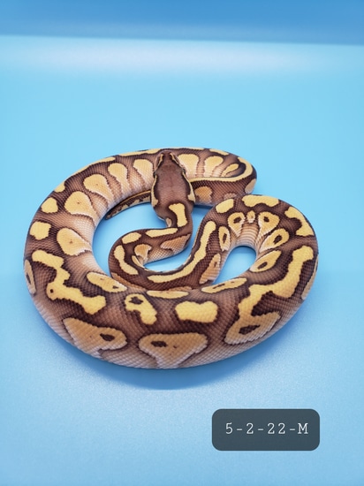 Pastel Lesser Het Ghost Ball Python by Surprise Serpents