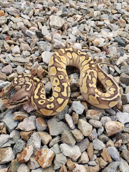 Pastel Lesser Het Ghost Ball Python by Surprise Serpents