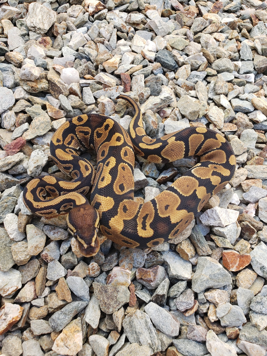 Normal 50% Het Albino Ball Python by Surprise Serpents - MorphMarket