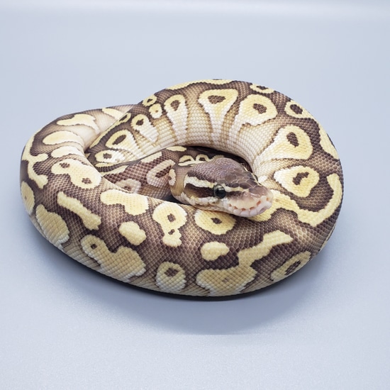 Pastel Lesser Het Ghost Ball Python by Surprise Serpents
