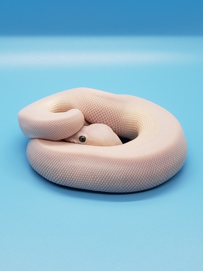 Lesser Mojave BEL Ball Python by Surprise Serpents