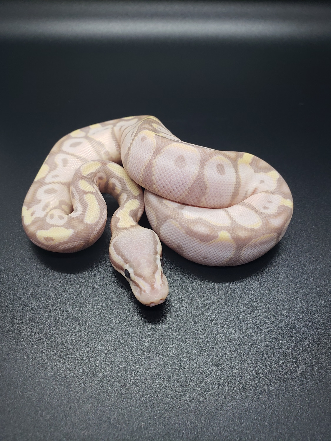 Pastel Banana Ball Python by Surprise Serpents - MorphMarket