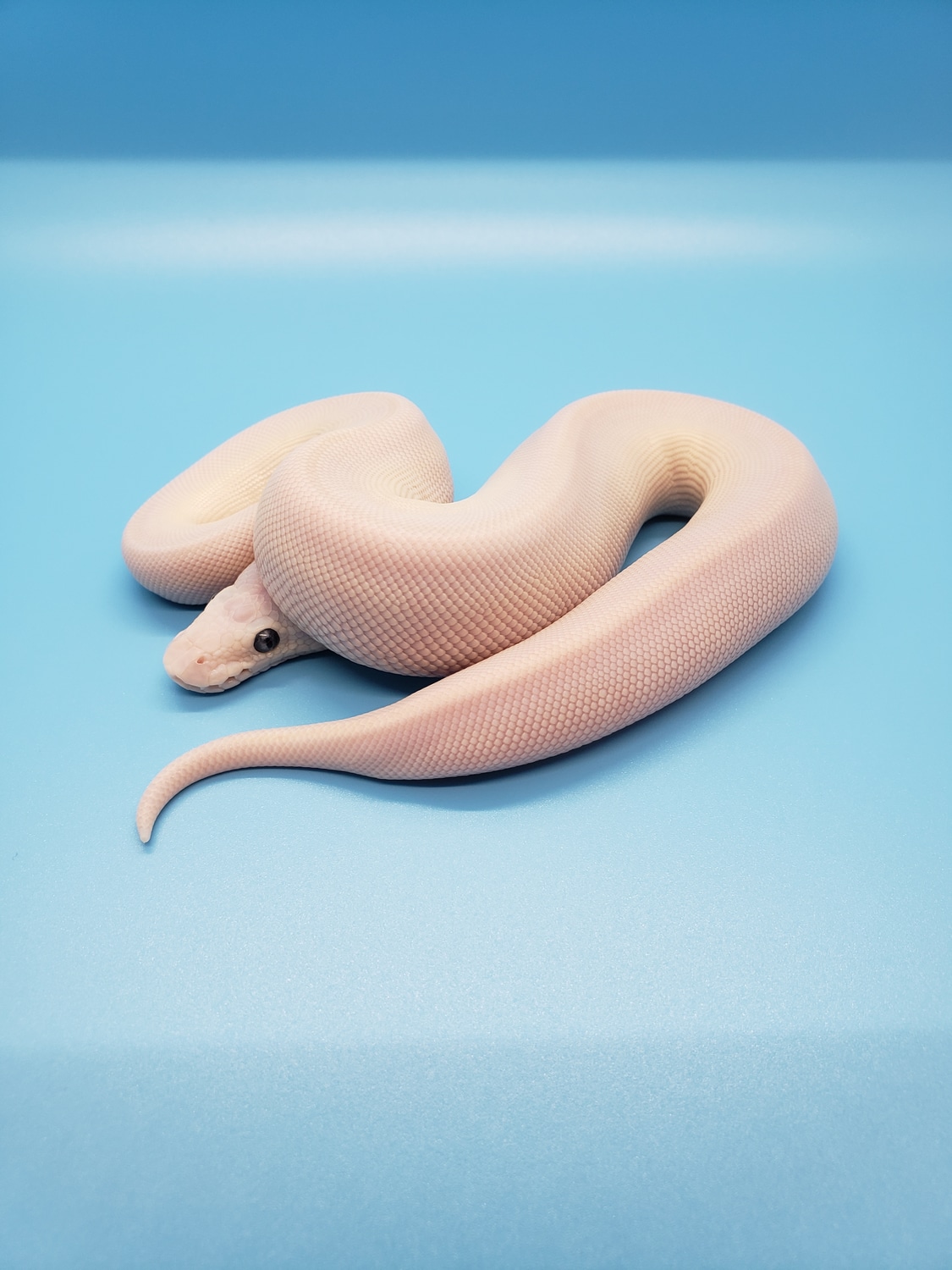 Lesser Mojave BEL Ball Python by Surprise Serpents - MorphMarket