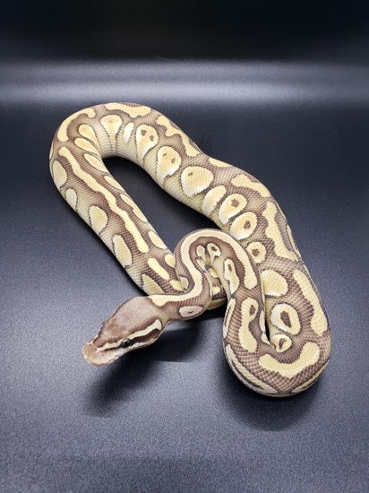 Pastel Lesser Het Ghost Ball Python by Surprise Serpents
