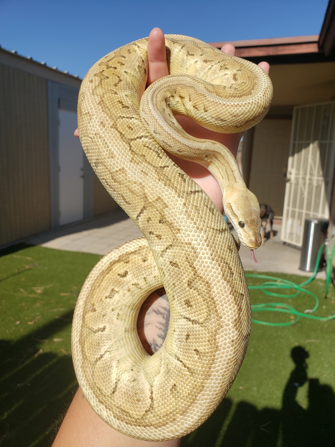 Emperor Pinstripe 50% Het Albino Ball Python by Surprise Serpents ...