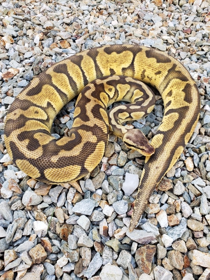 Super Pastel Genetic Banded Ball Python by Surprise Serpents