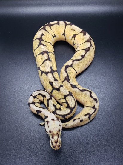 Killer Bee Ball Python by Surprise Serpents