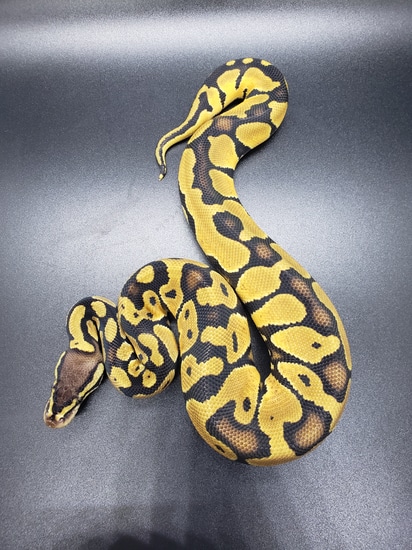 Pastel Genetic Banded Ball Python by Surprise Serpents