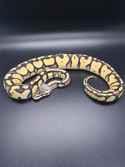 Super Pastel Ball Python by Surprise Serpents