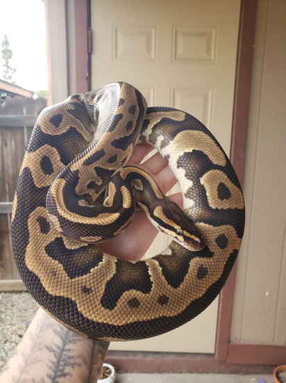 Leo Triple Het Lav/Clown/Pied Ball Python by Surprise Serpents