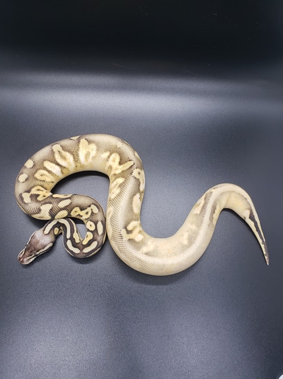 Super Pastel Calico Genetic Banded Ball Python by Surprise Serpents