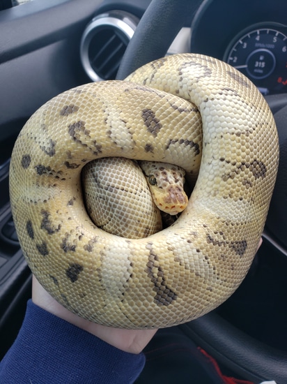 Killer Clown Ball Python by Surprise Serpents