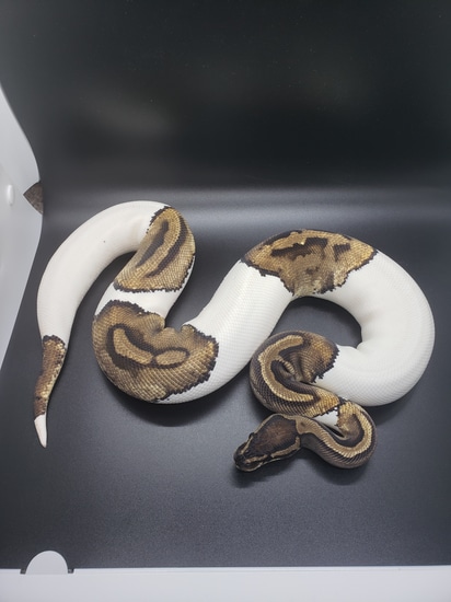 Piebald 66% Het Lavender Ball Python by Surprise Serpents