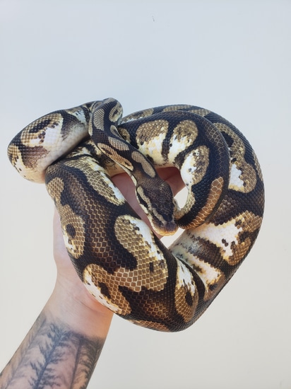 Pastel Calico Ball Python by Surprise Serpents