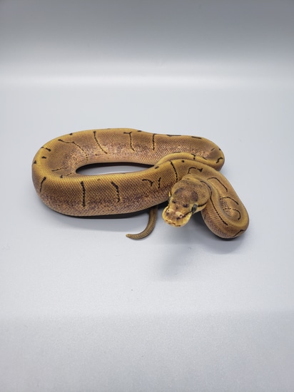 Spinner Double Het Pied/Albino Ball Python by Surprise Serpents
