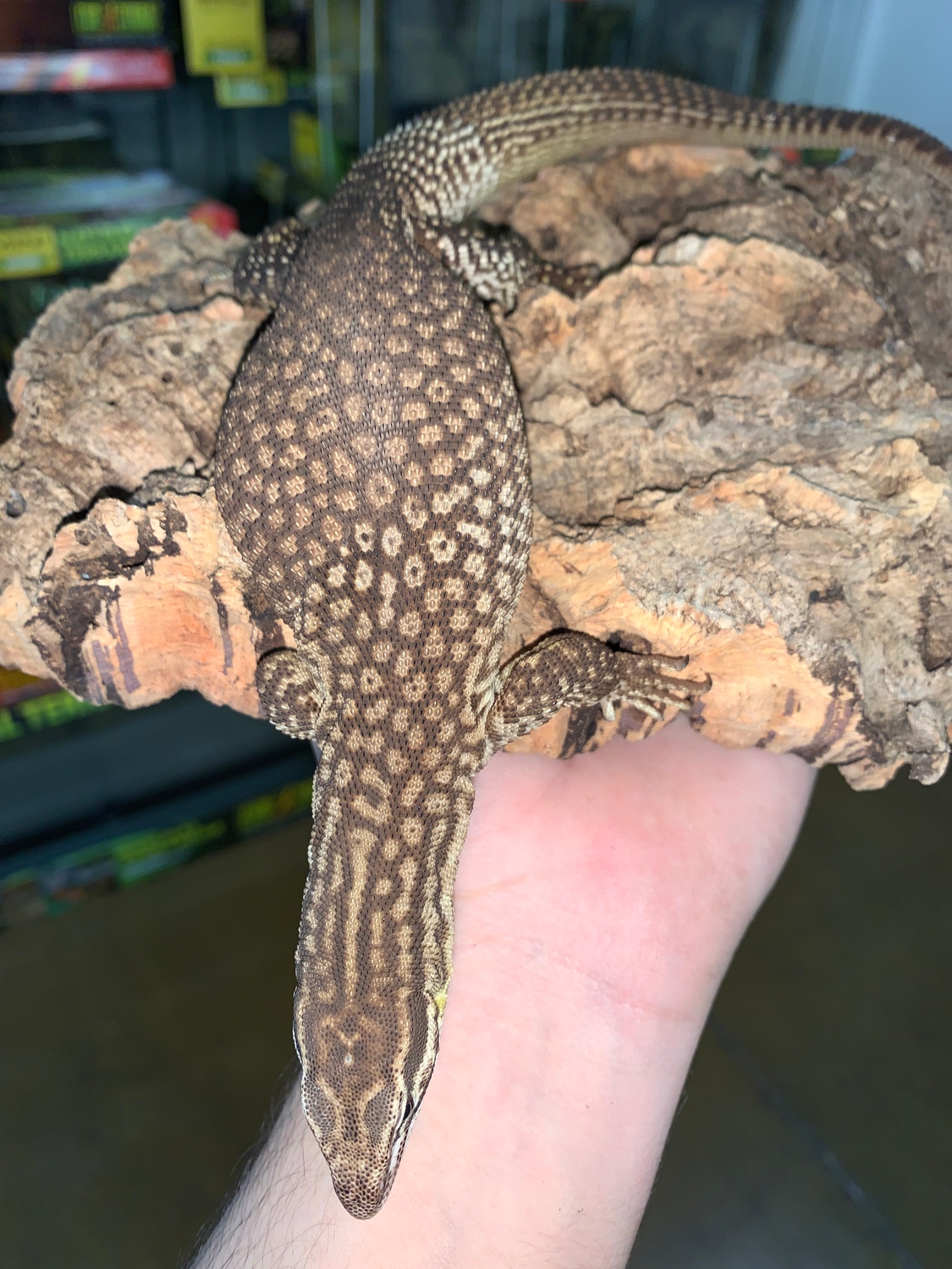 Yellow Ackie Monitor by CnB Reptile - MorphMarket