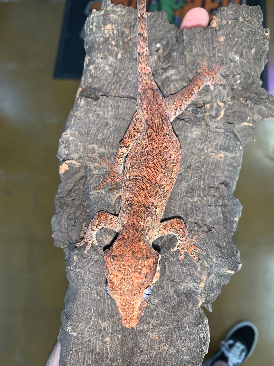 Orange Stripe Gargoyle Gecko by CnB Reptile - MorphMarket