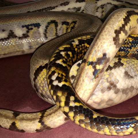 Super Dwarf Marble 50% Kalatoa Reticulated Python by CnB Reptile ...